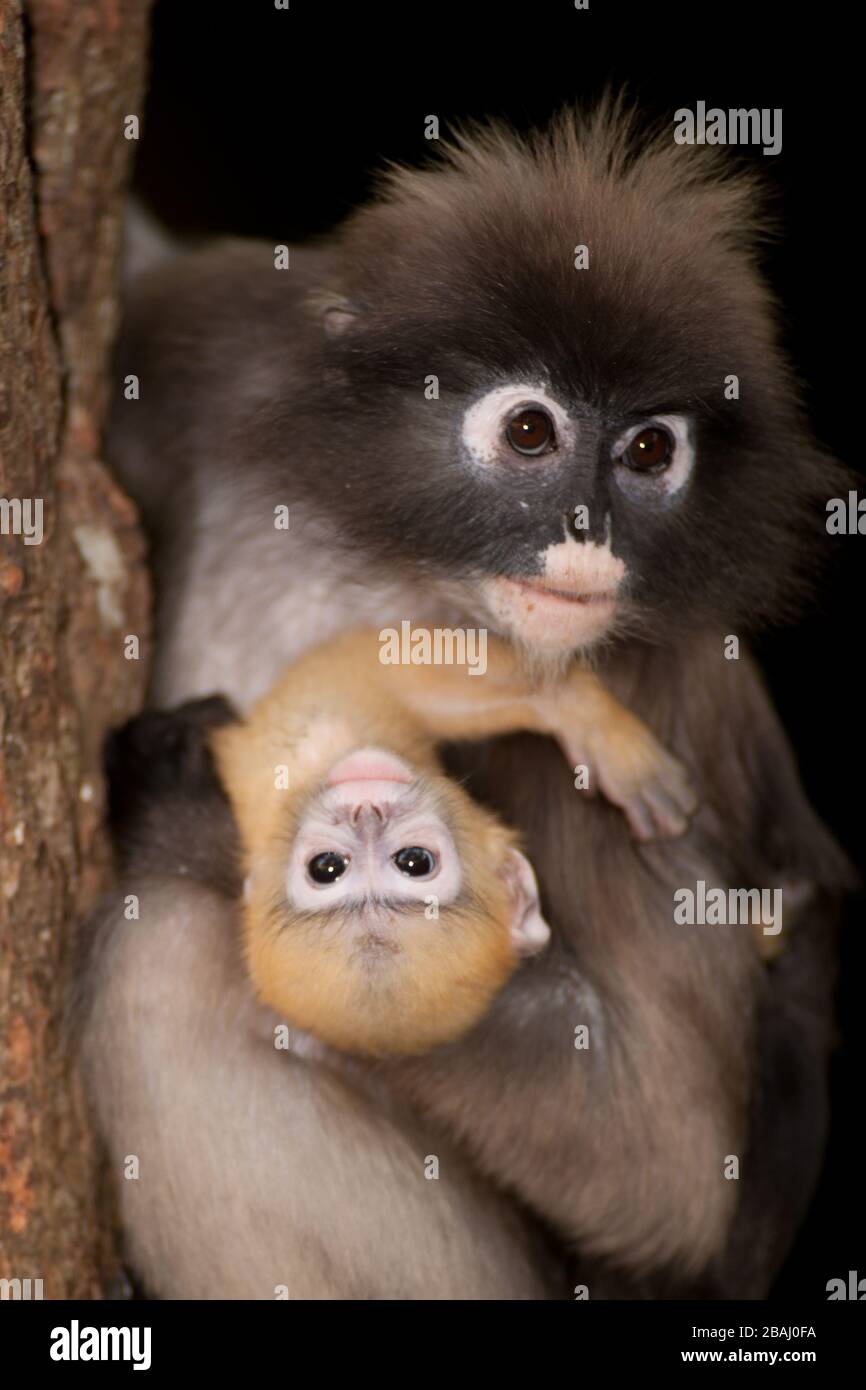 Mother and son of Dusky Leaf Monkey or Dusky Langur or Spectaacled ...