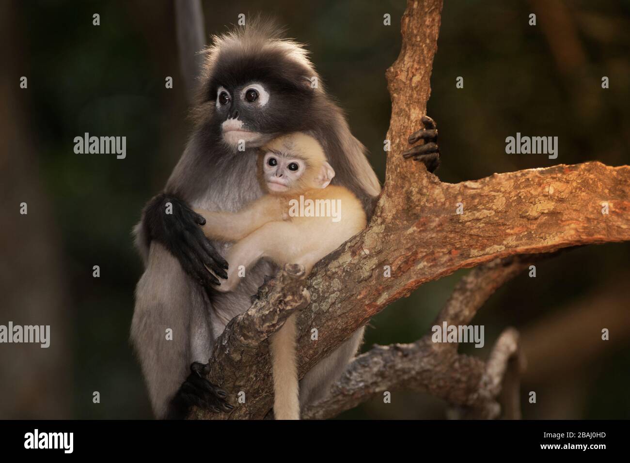 Mother and son of Dusky Leaf Monkey or Dusky Langur or Spectaacled ...