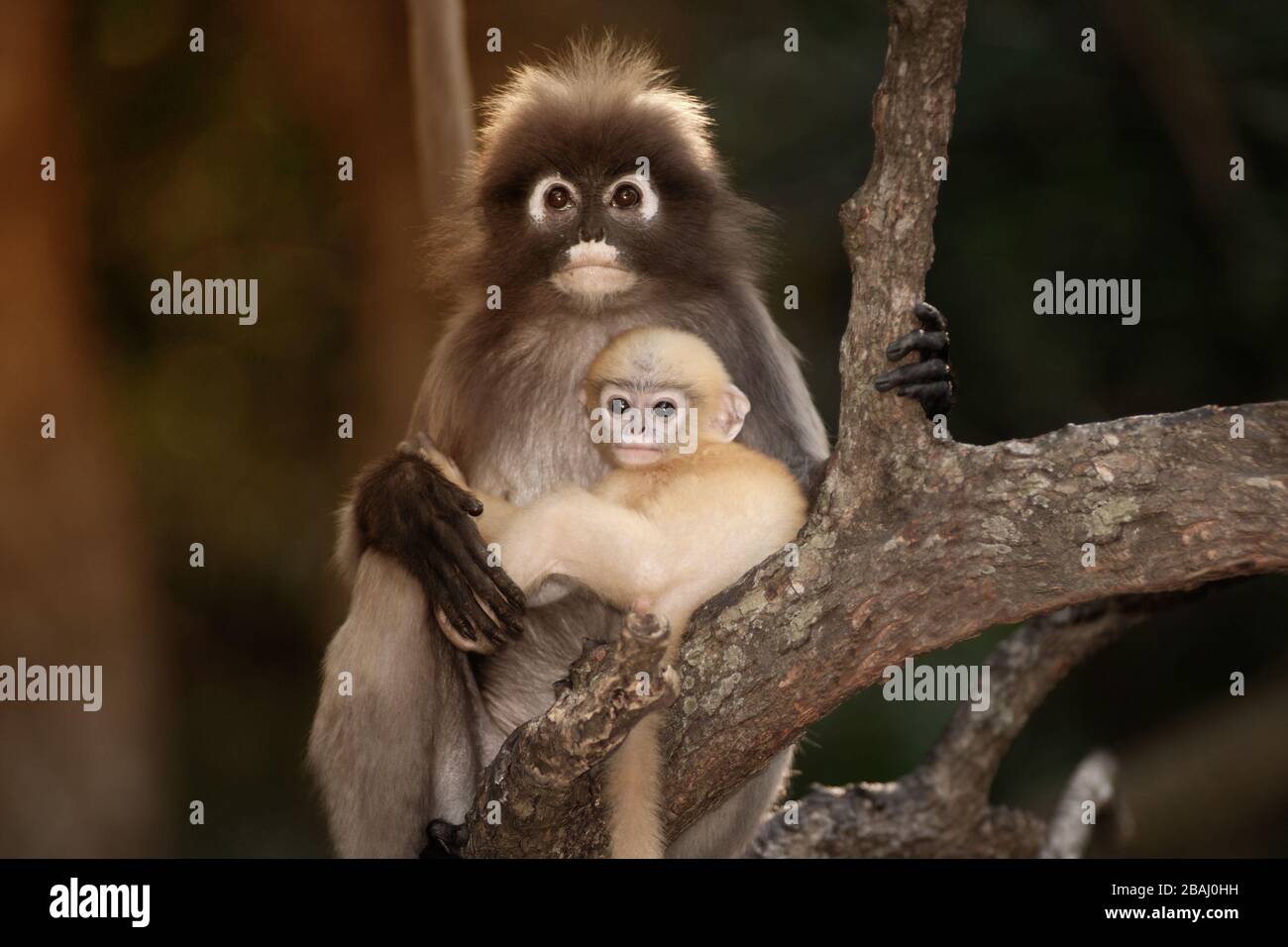 Mother and son of Dusky Leaf Monkey or Dusky Langur or Spectaacled ...