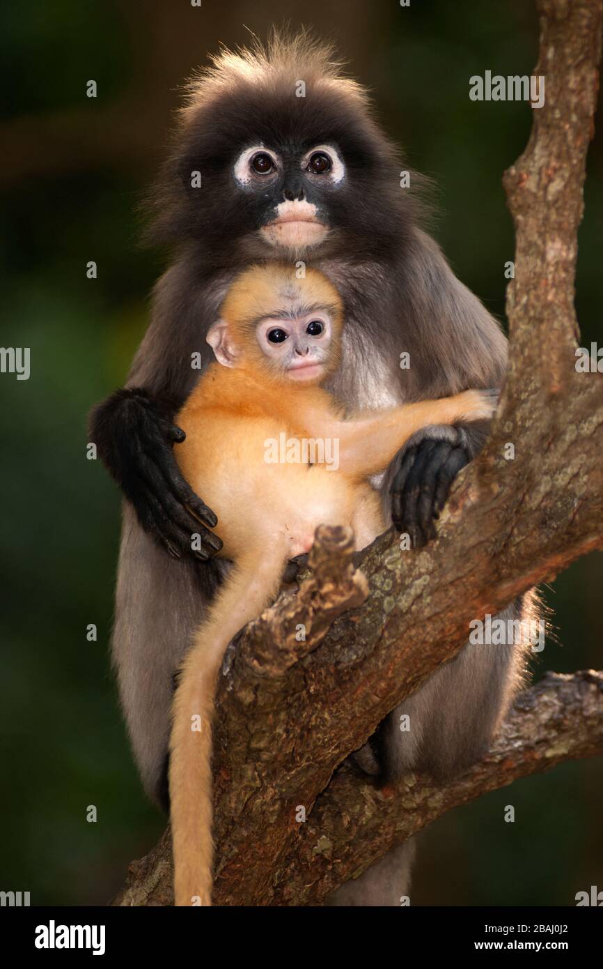 Mother and son of Dusky Leaf Monkey or Dusky Langur or Spectaacled ...