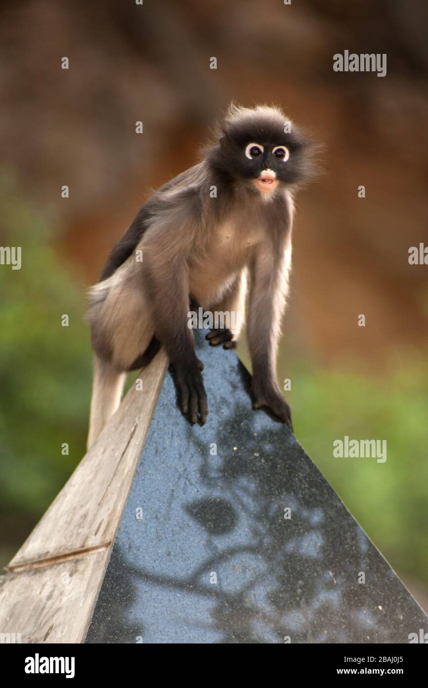 Child of Dusky Leaf Monkey or Dusky Langur or Spectaacled langur ...