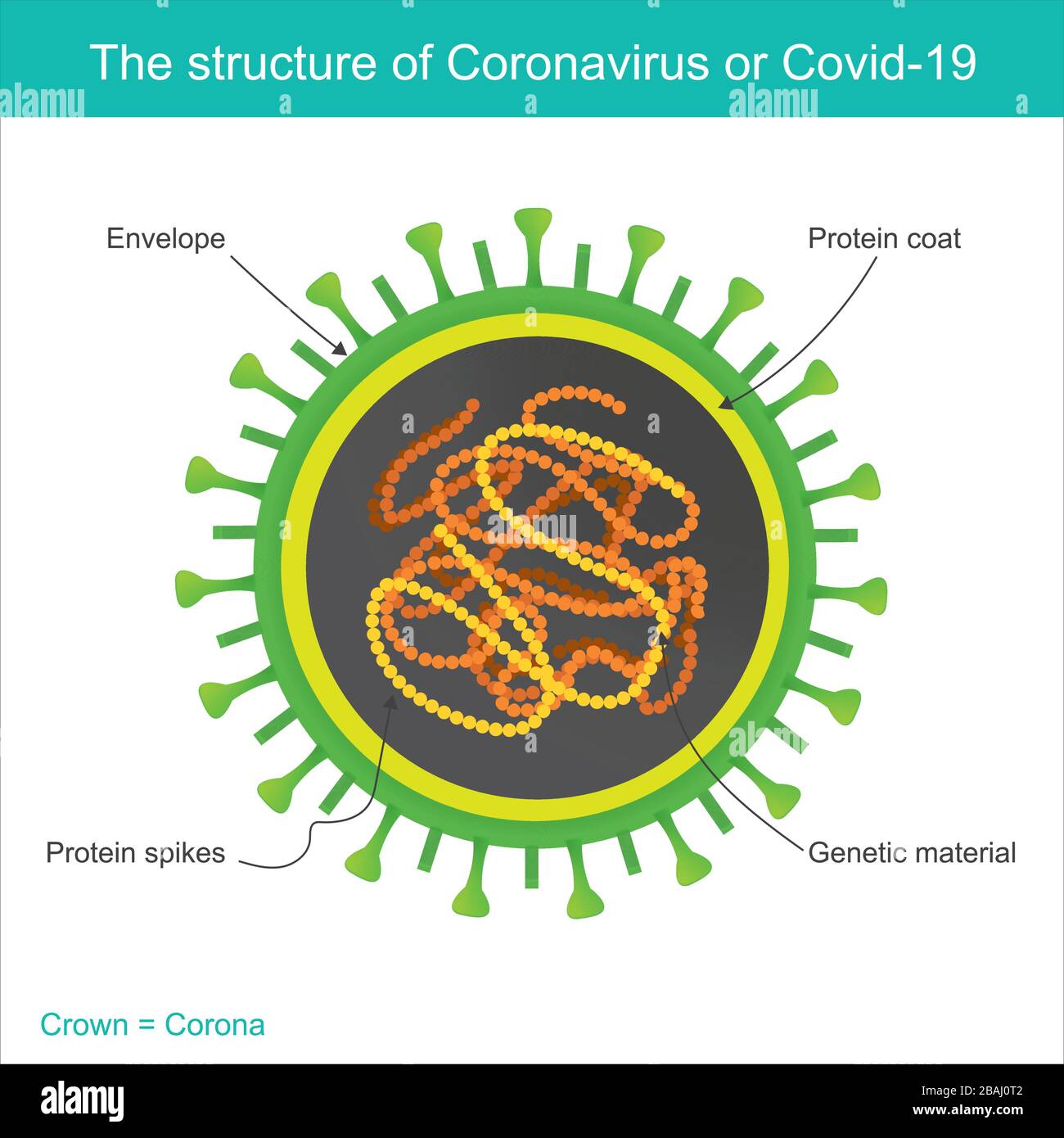 Coronavirus Stock Vector Images - Alamy