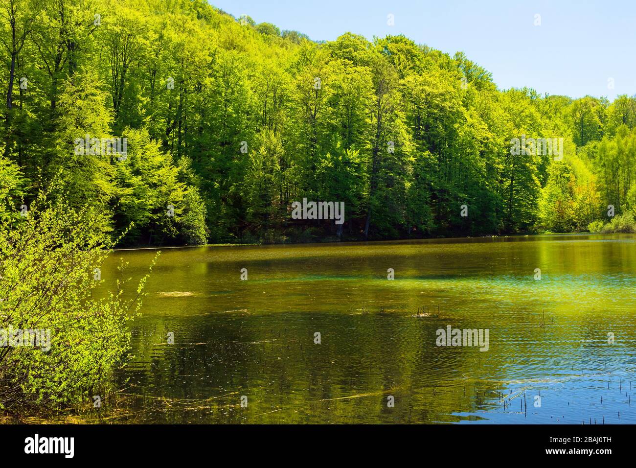 landscape by the mountain lake among coniferous forest. wonderful ...