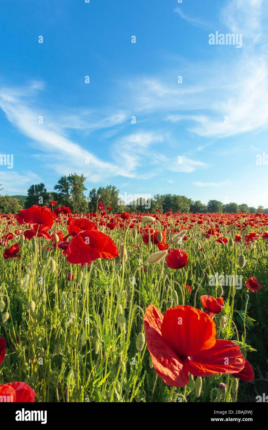 red poppy field at sunset. clouds on the blue sky. sunny weather Stock ...