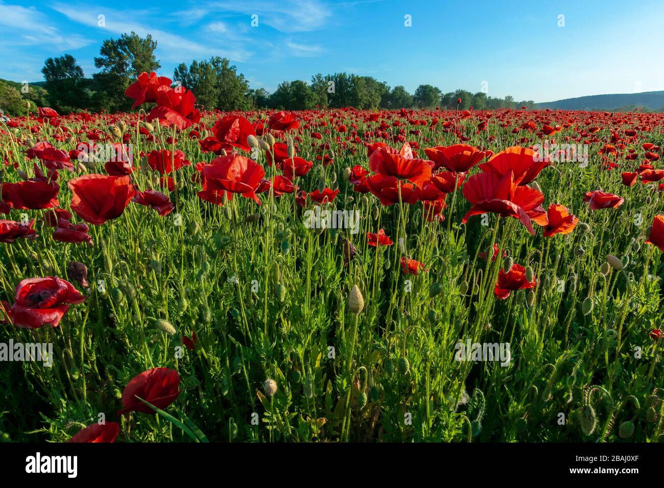 Red poppy field sunset hi-res stock photography and images - Alamy