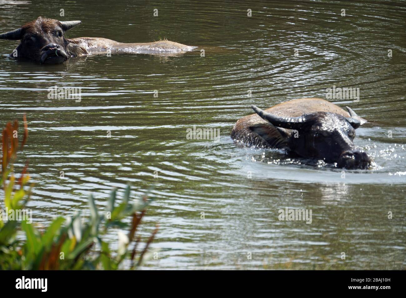 huge old water buffalo in a muddy puddle Stock Photo - Alamy