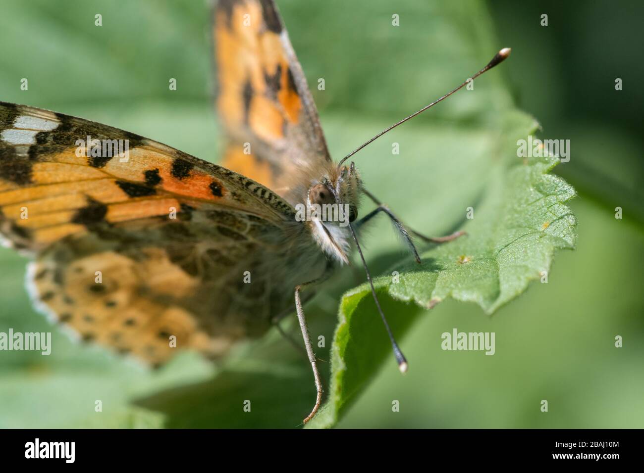 Monarch butterfly eye hi-res stock photography and images - Alamy