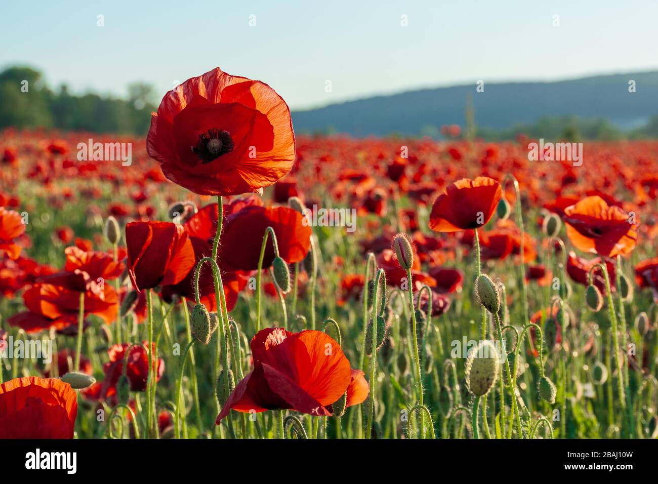 Red poppy field sunset hi-res stock photography and images - Alamy