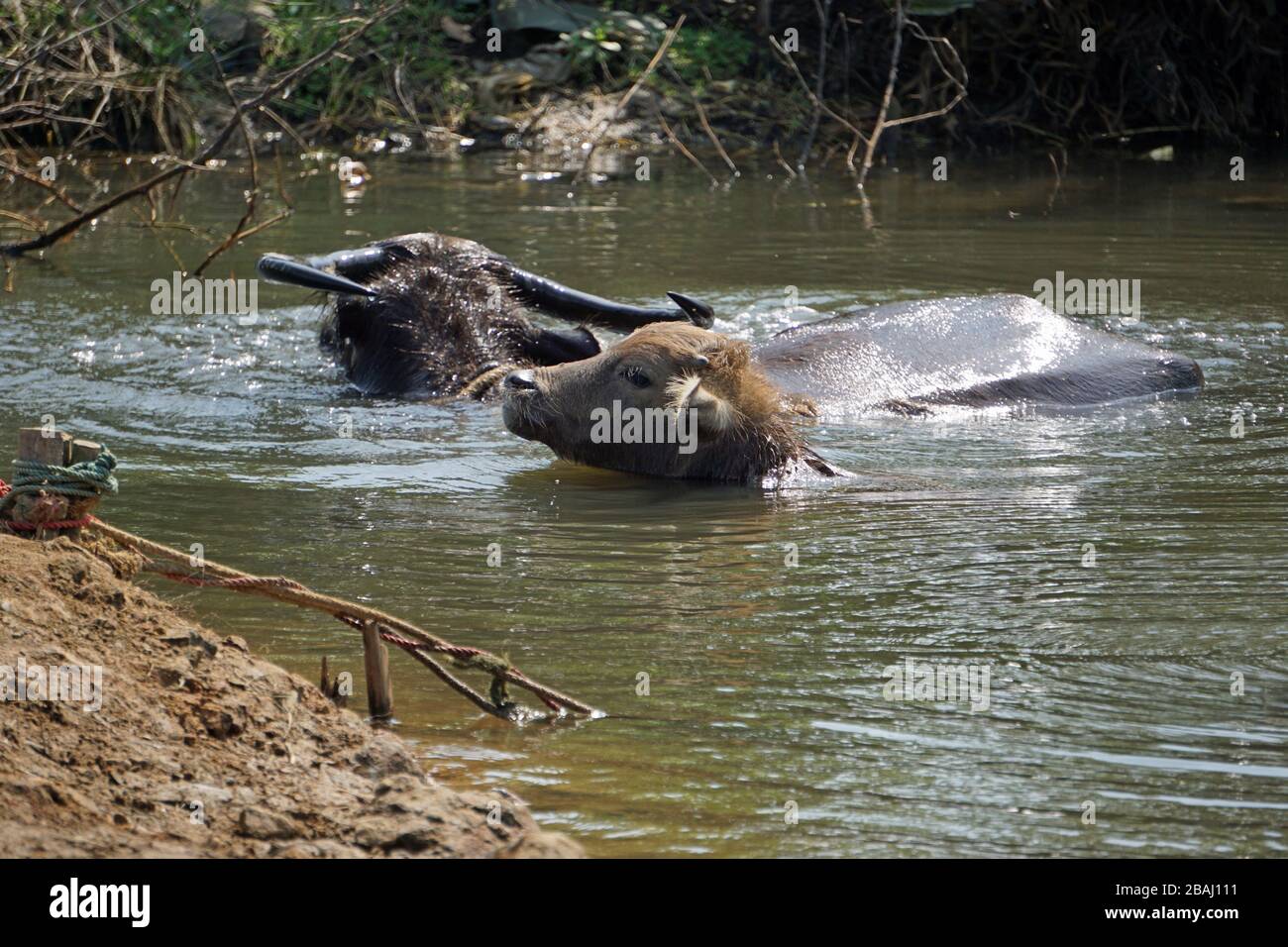 Water buffalo gras hi-res stock photography and images - Alamy