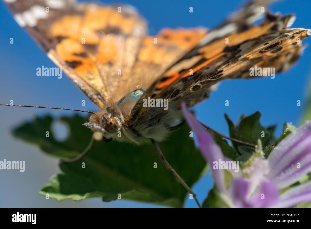 Monarch butterfly eye hi-res stock photography and images - Alamy