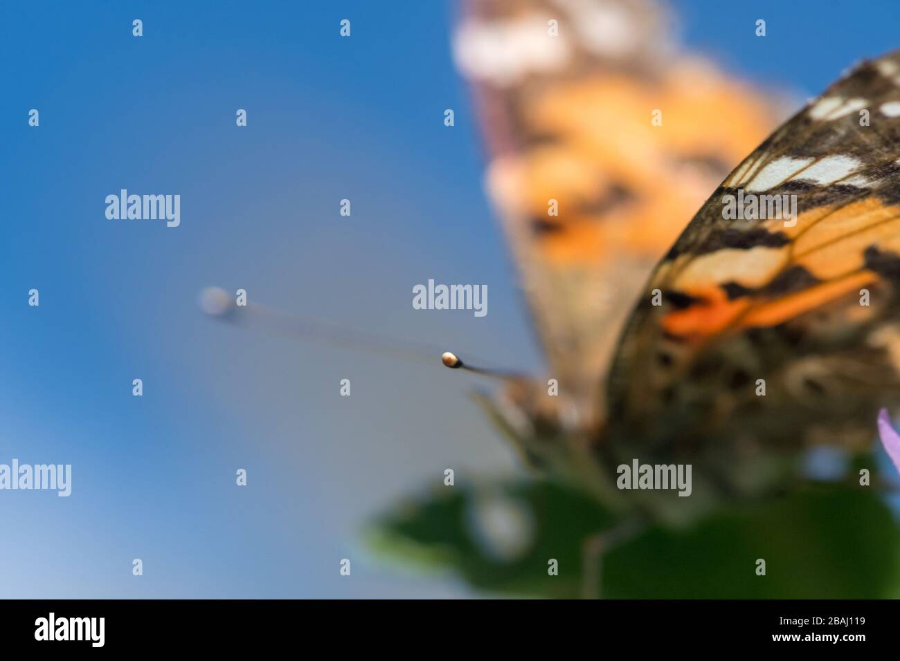 Isolated macro of a monarch butterfly in the wild- Israel Stock Photo ...