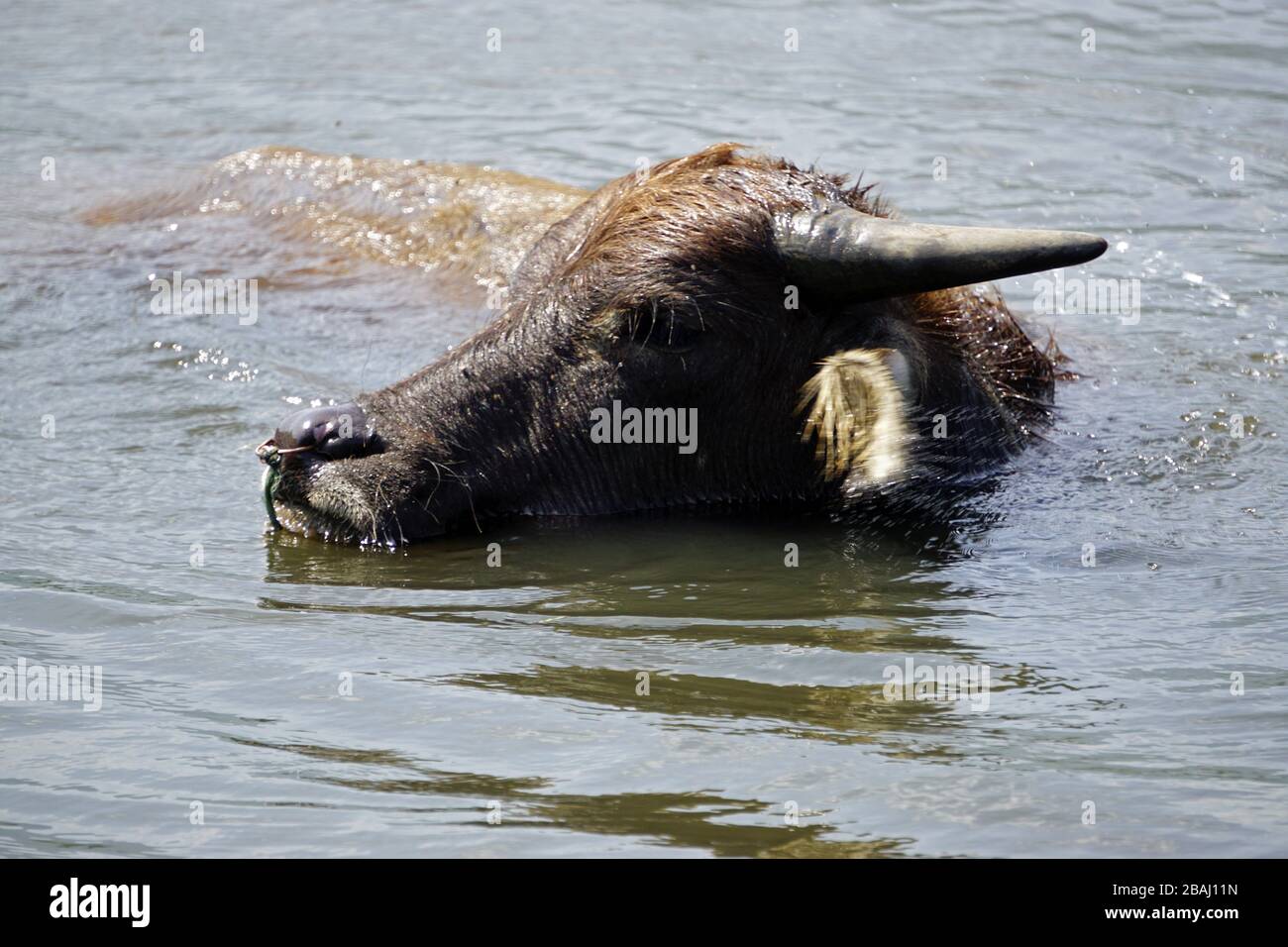 Water buffalo gras hi-res stock photography and images - Alamy