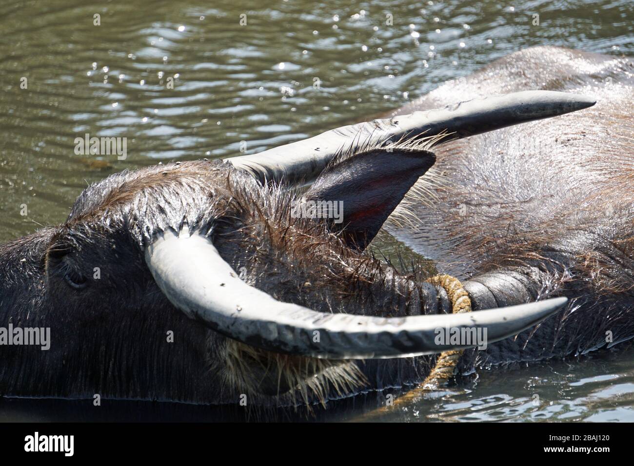 huge old water buffalo in a muddy puddle Stock Photo - Alamy