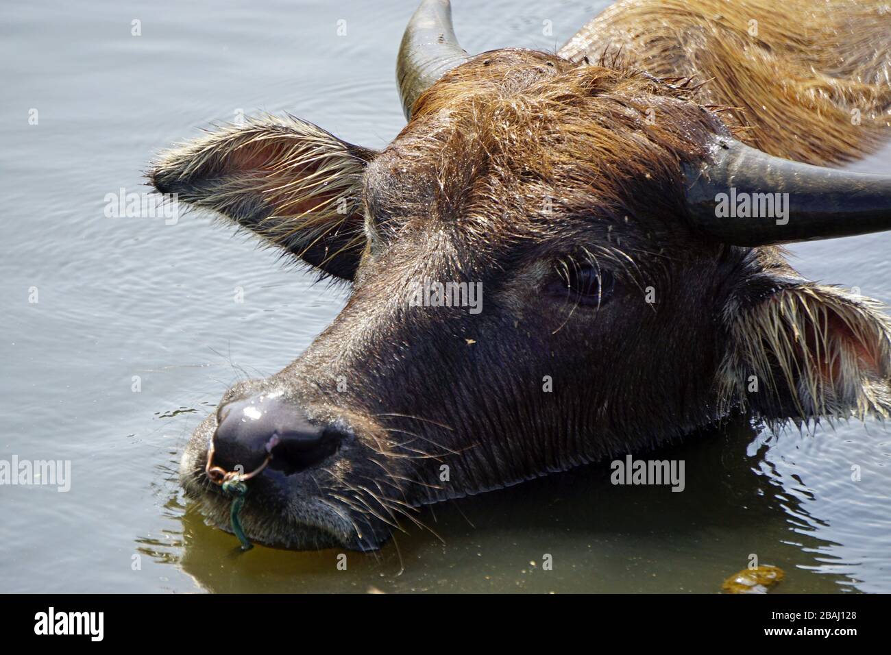 huge old water buffalo in a muddy puddle Stock Photo - Alamy