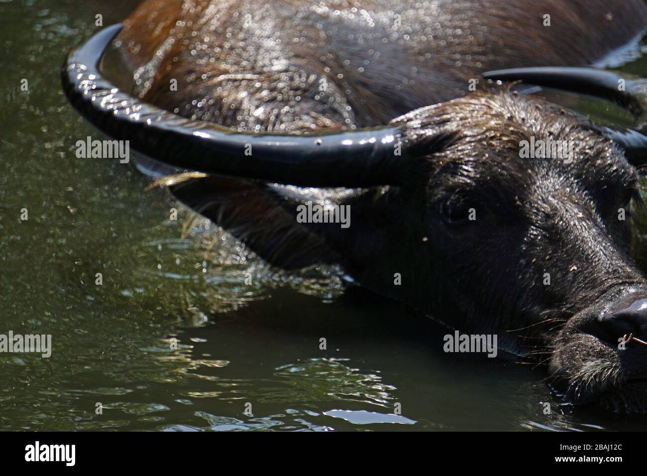 huge old water buffalo in a muddy puddle Stock Photo - Alamy