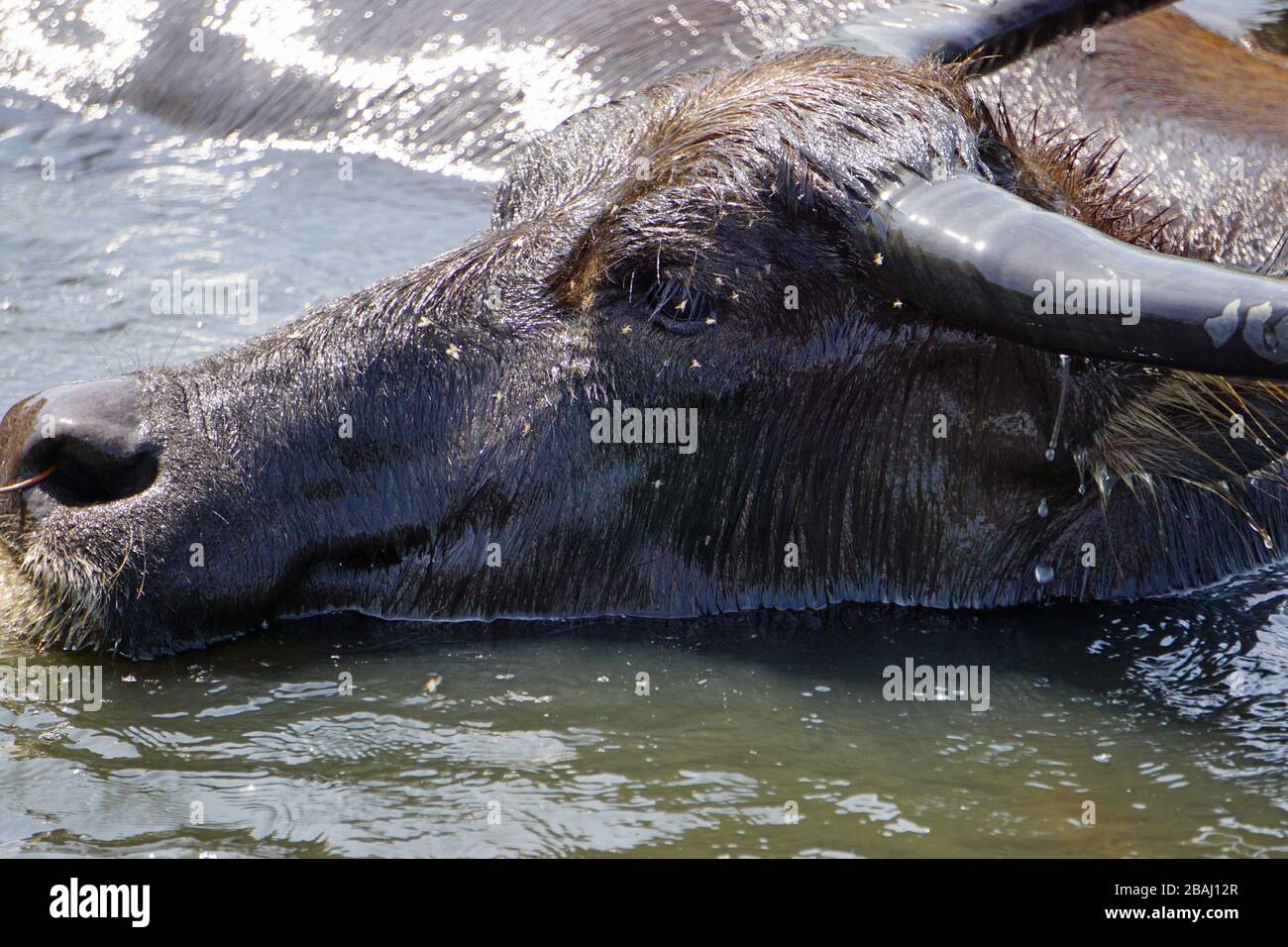huge old water buffalo in a muddy puddle Stock Photo - Alamy