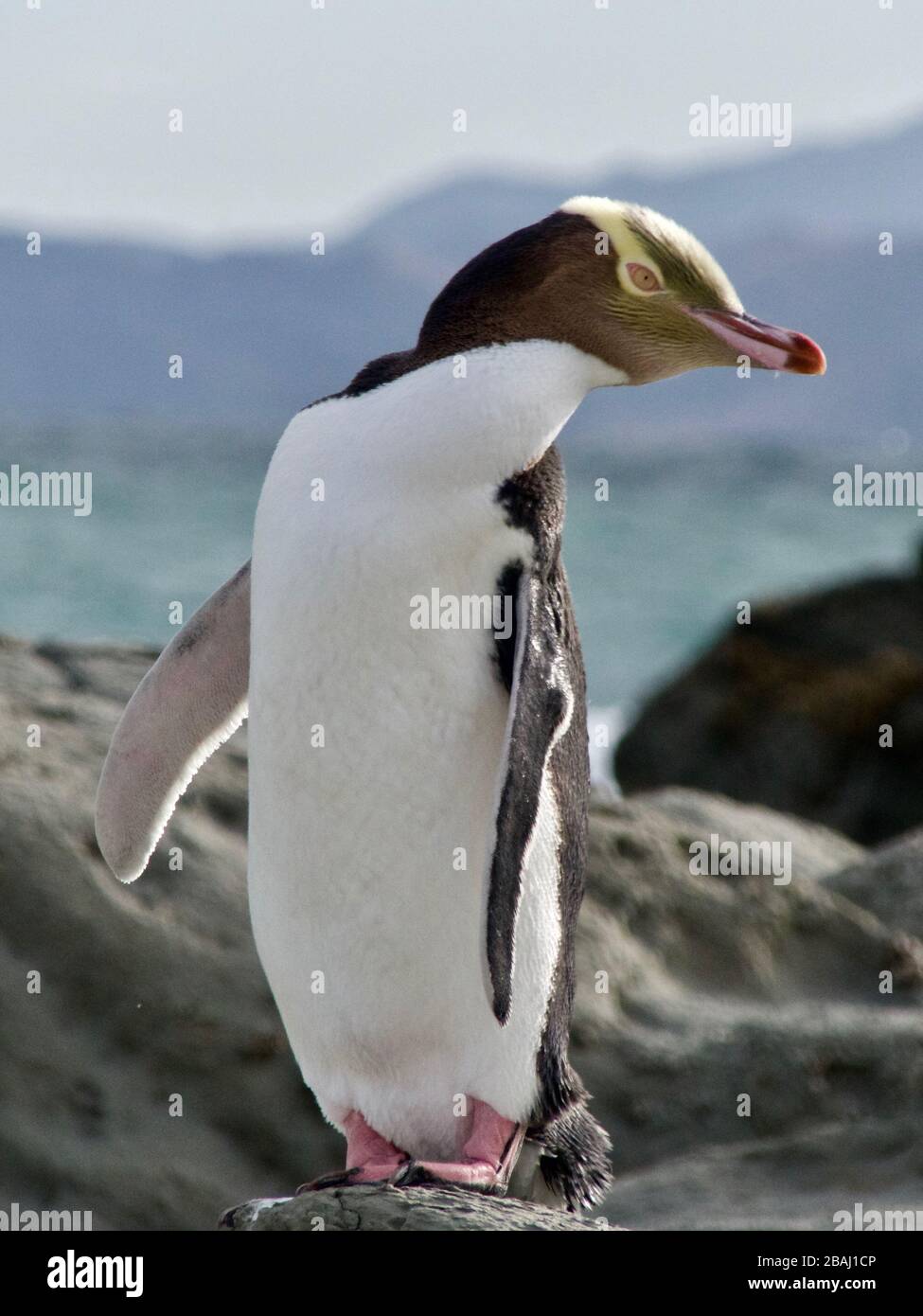 Endangered yellow eyed penguin megadyptes antipodes hi-res stock ...