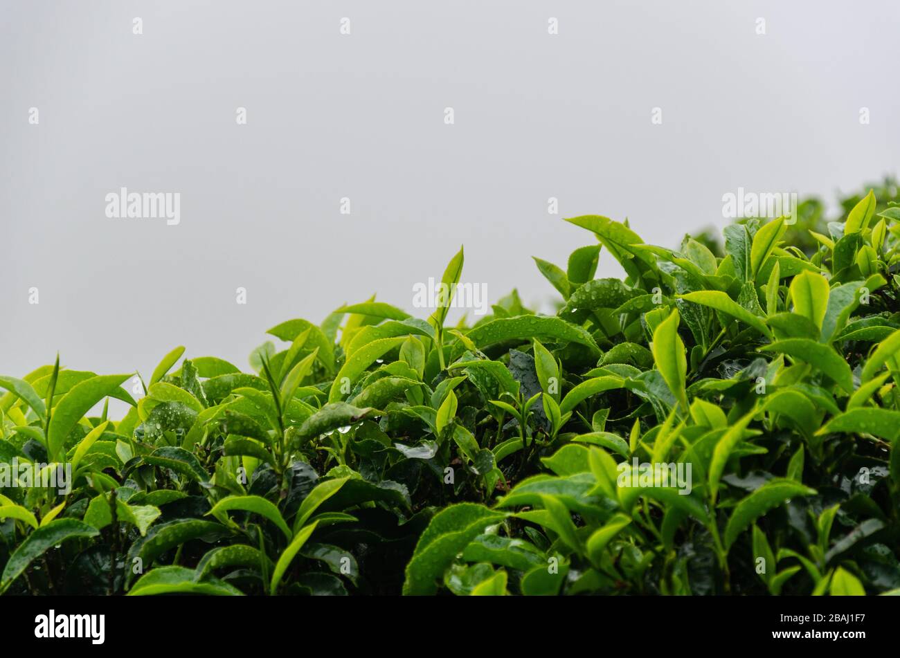 Tea leaves texture hi-res stock photography and images - Alamy