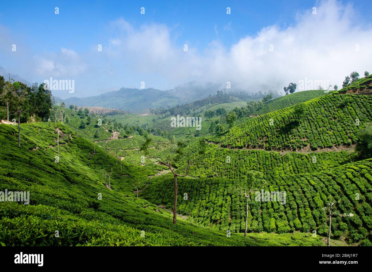 Munar india tea hi-res stock photography and images - Alamy