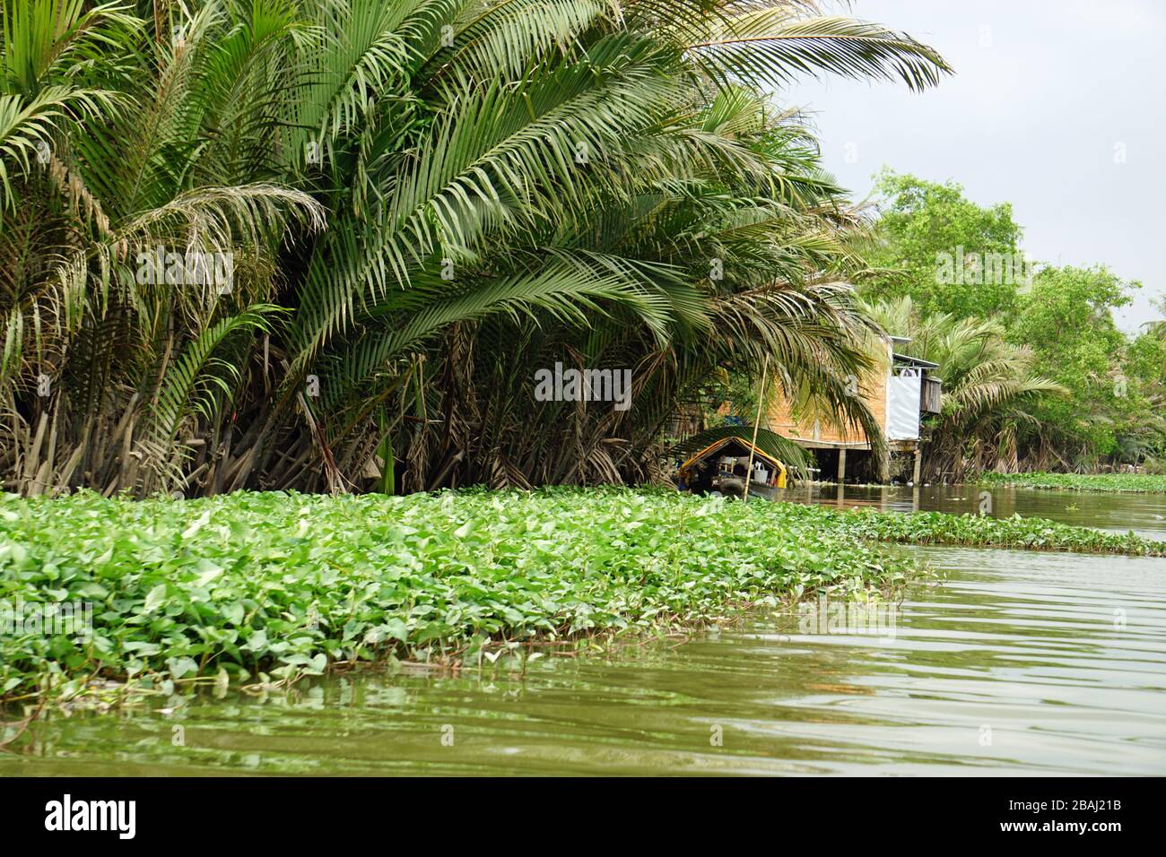 agricultural rural landscape near can tho in vietnam in the mekong ...