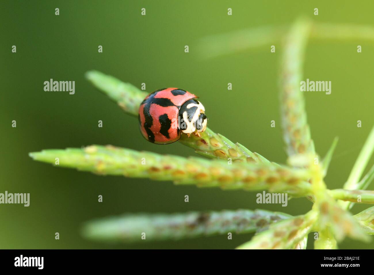 Cute wild Lady Bugs Stock Photo - Alamy