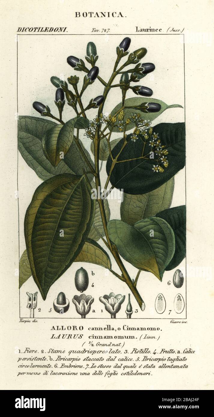 Cannella cinnamomum verum hi-res stock photography and images - Alamy
