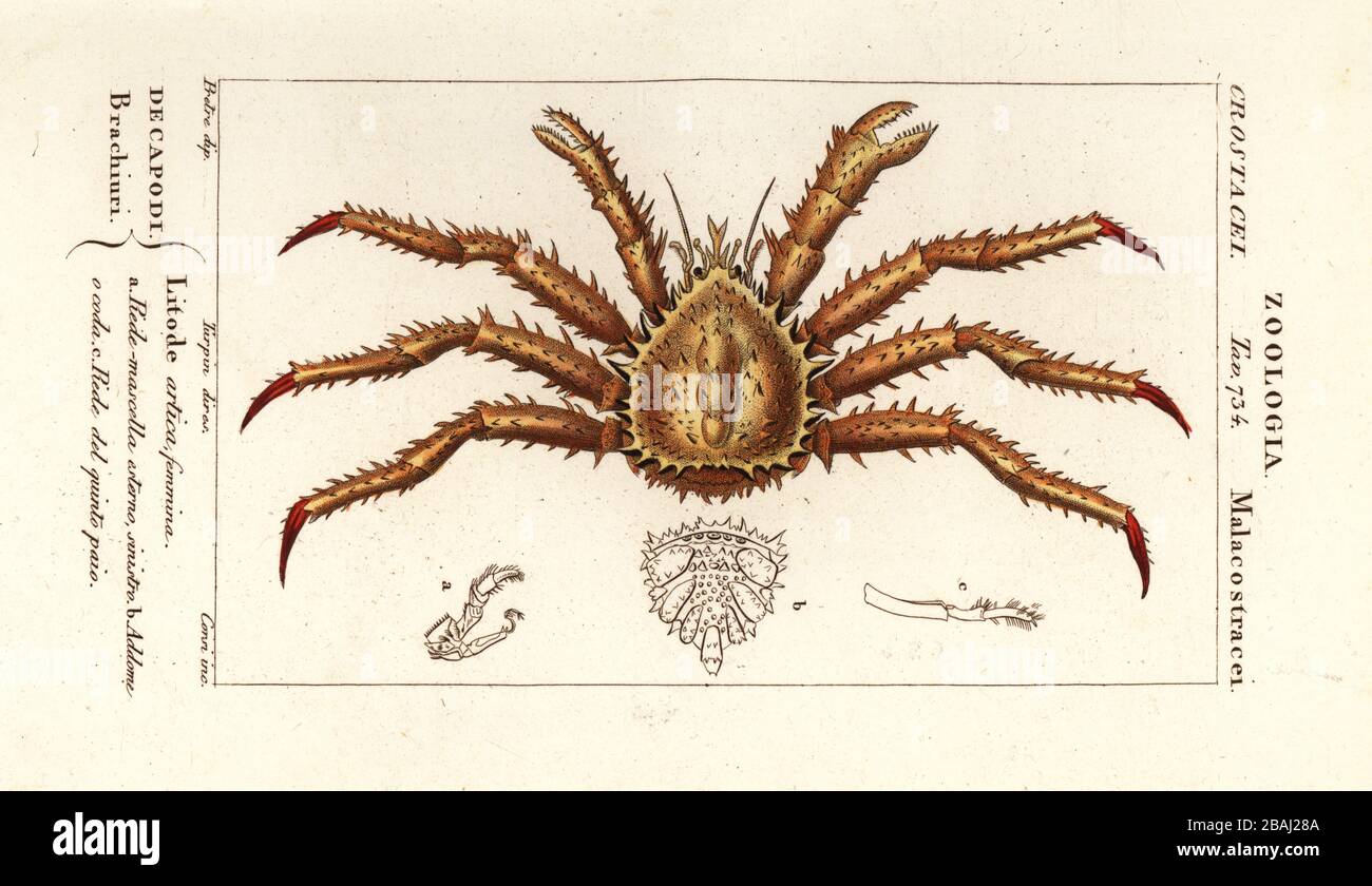 Norway king crab, Lithodes maja, Litode artica femmina. Handcoloured ...