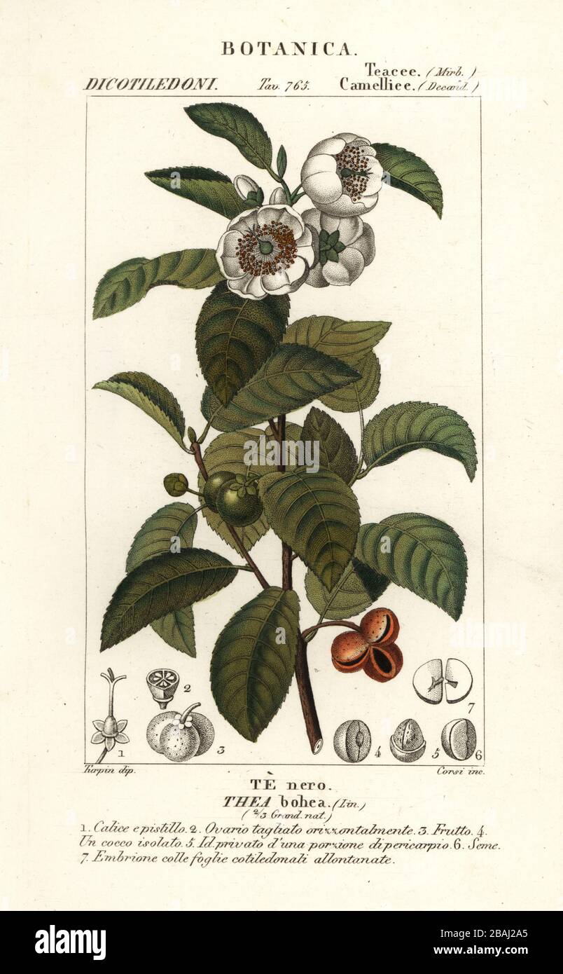 Bohea tea botanical illustration hi-res stock photography and images ...