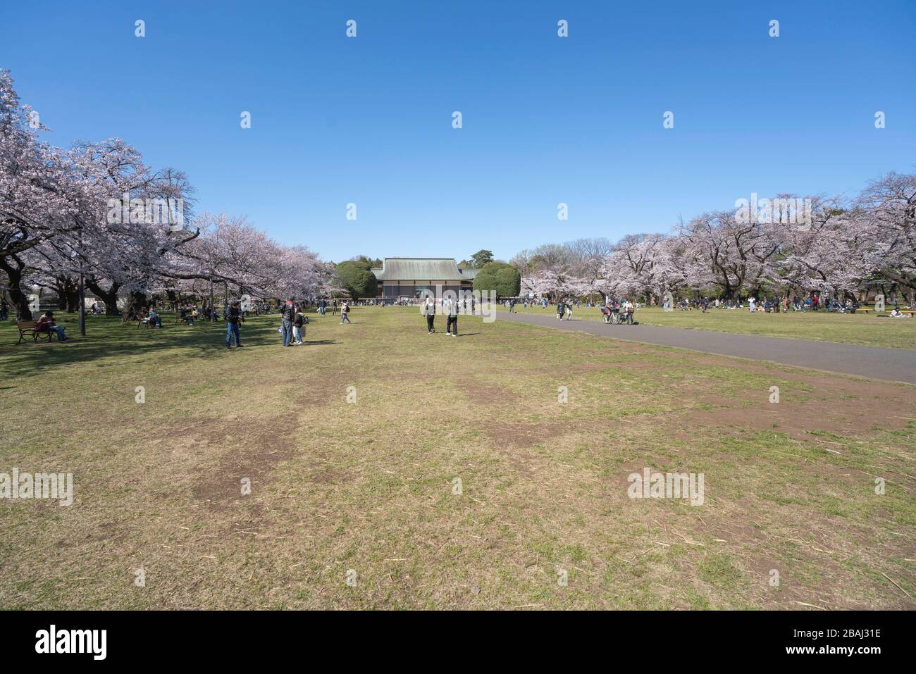 Cherry blossoms at Koganei Park, Koganei City, Tokyo, Japan Stock Photo ...