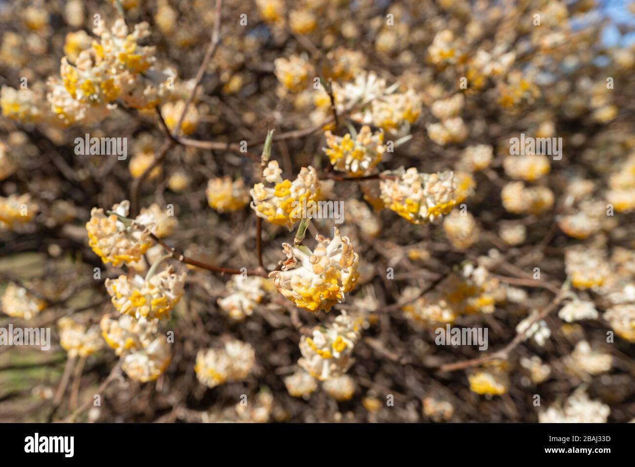 Mitsumata edgeworthia hi-res stock photography and images - Alamy