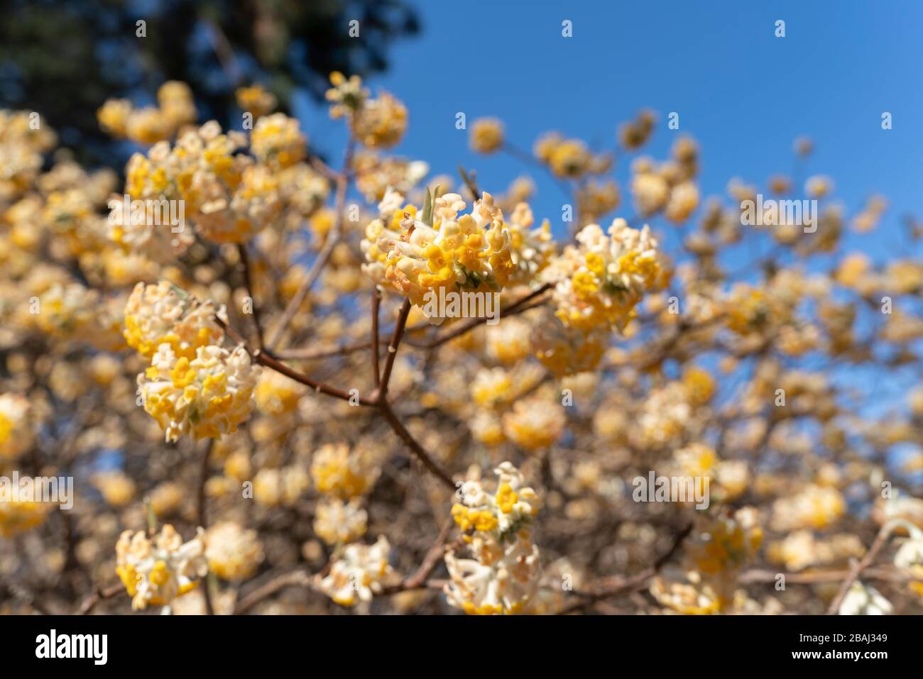 Oriental paperbush (Edgeworthia chrysantha), Koganei Park, Koganei City ...