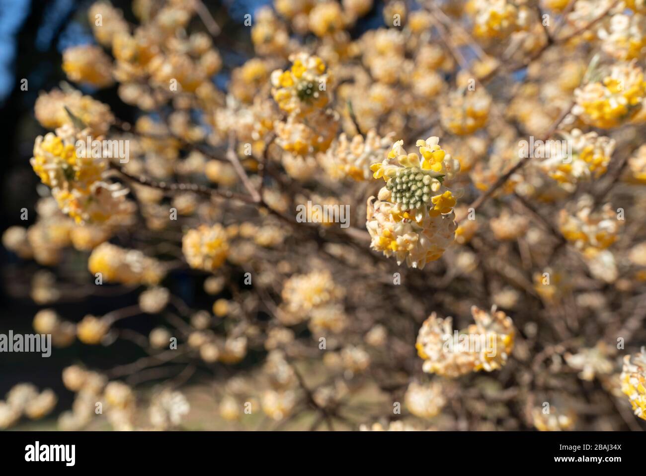 Oriental paperbush (Edgeworthia chrysantha), Koganei Park, Koganei City ...
