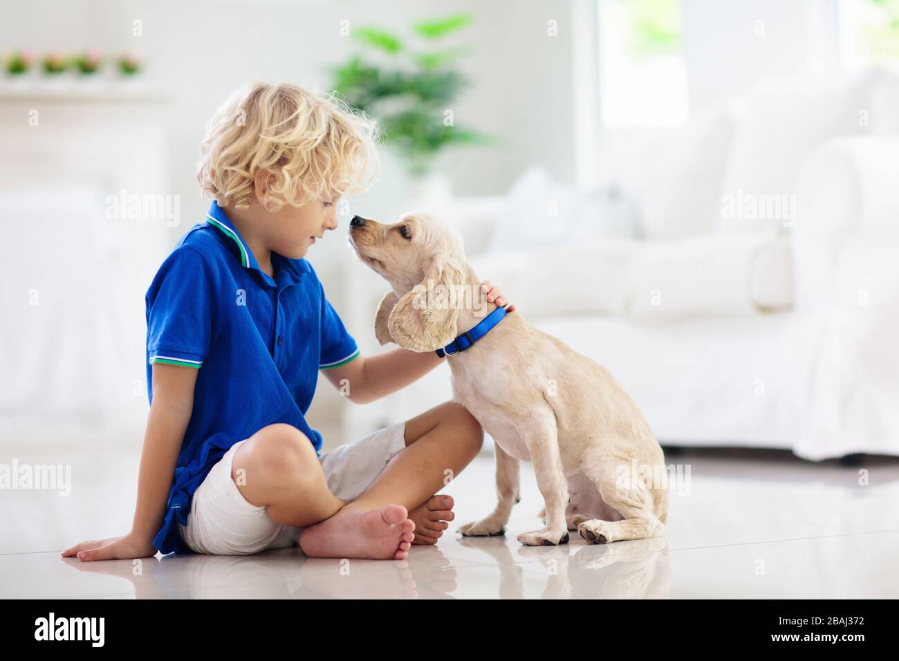 American cocker spaniel and kid hi-res stock photography and images - Alamy