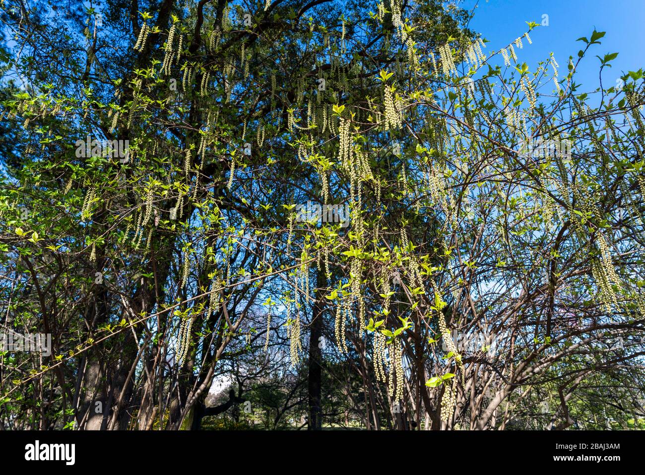 Stachyurus praecox march hi-res stock photography and images - Alamy