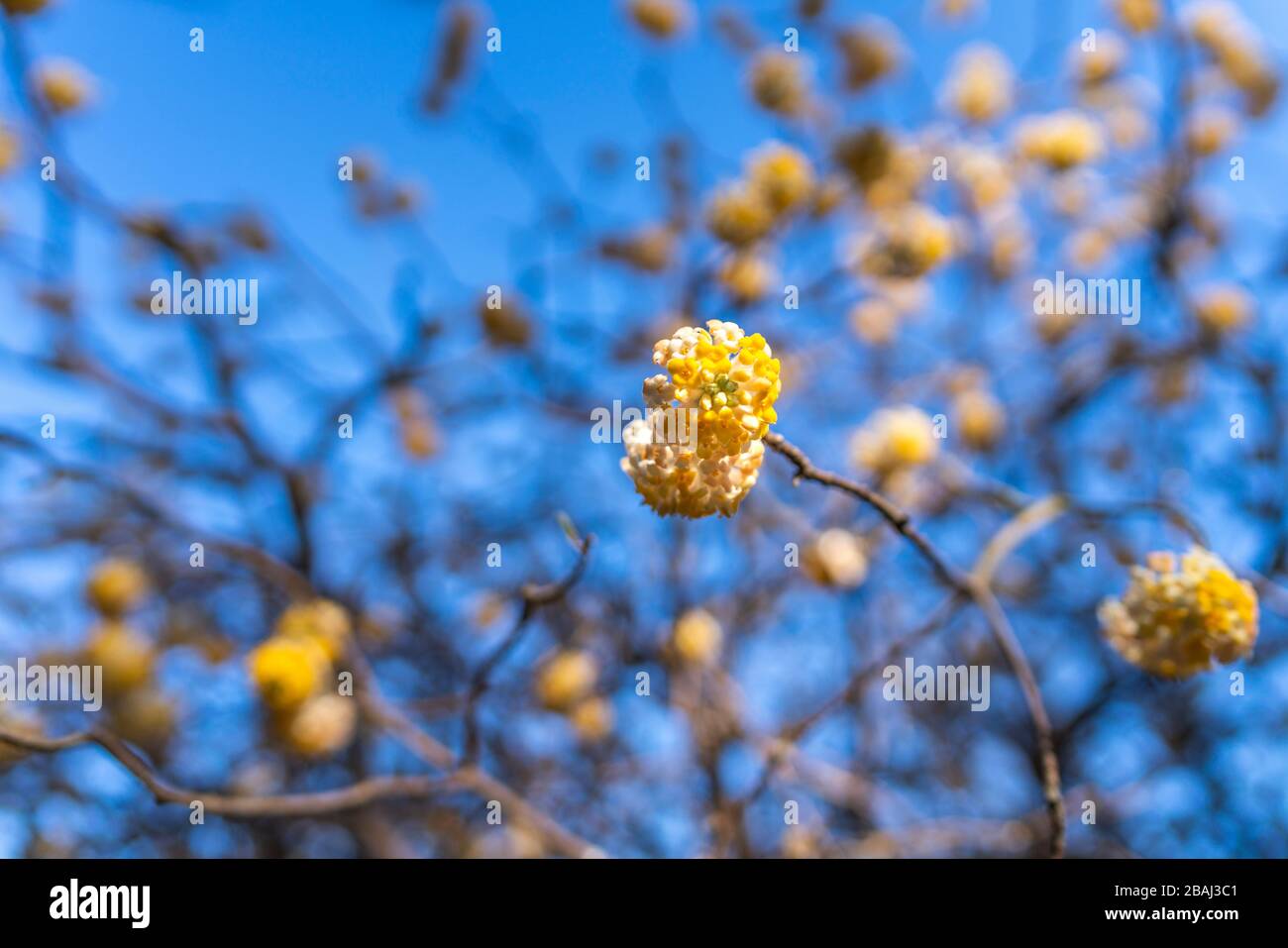 Mitsumata edgeworthia hi-res stock photography and images - Alamy