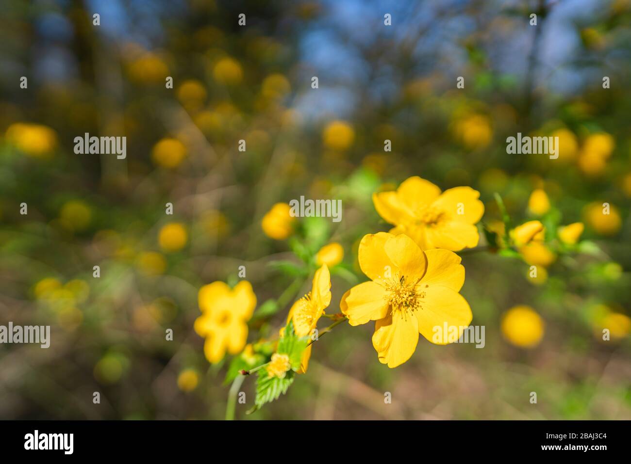 Japanese marigold bush (Kerria japonica), Koganei Park, Koganei City ...
