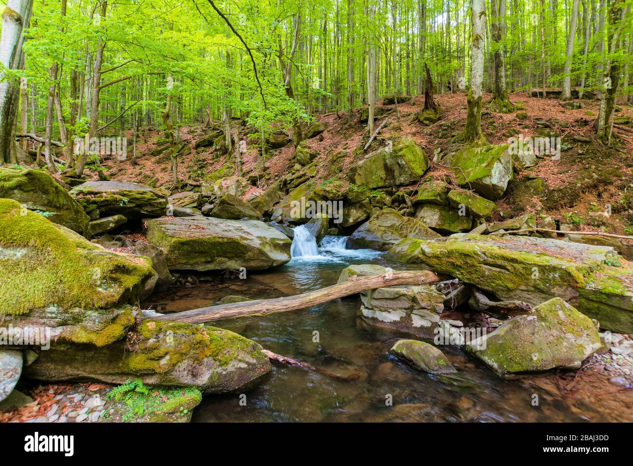 water stream in the beech forest. wonderful nature scenery in spring ...