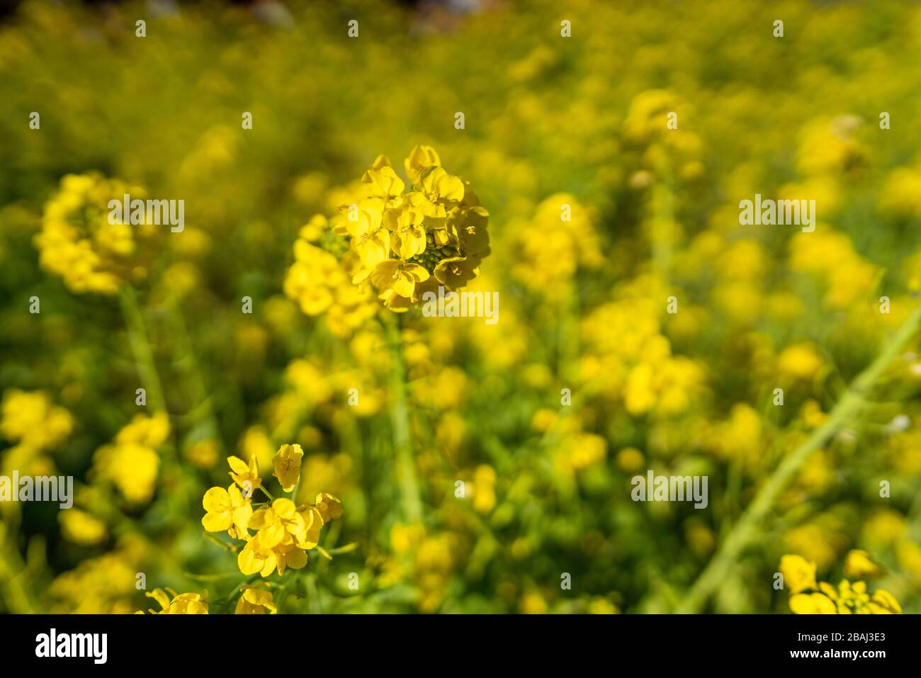 Koganei city hi-res stock photography and images - Alamy