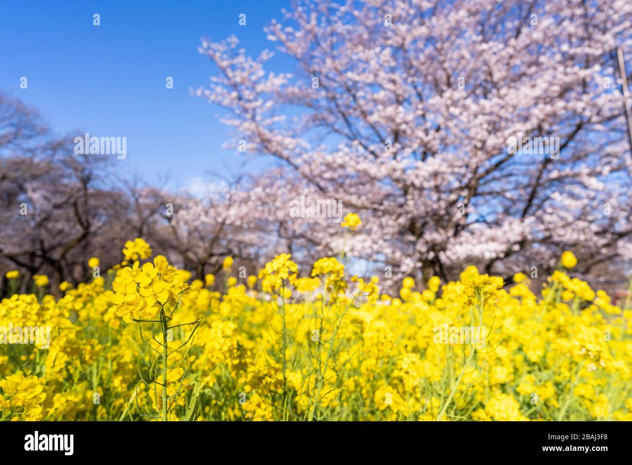 Cherry blossoms at Koganei Park, Koganei City, Tokyo, Japan Stock Photo ...