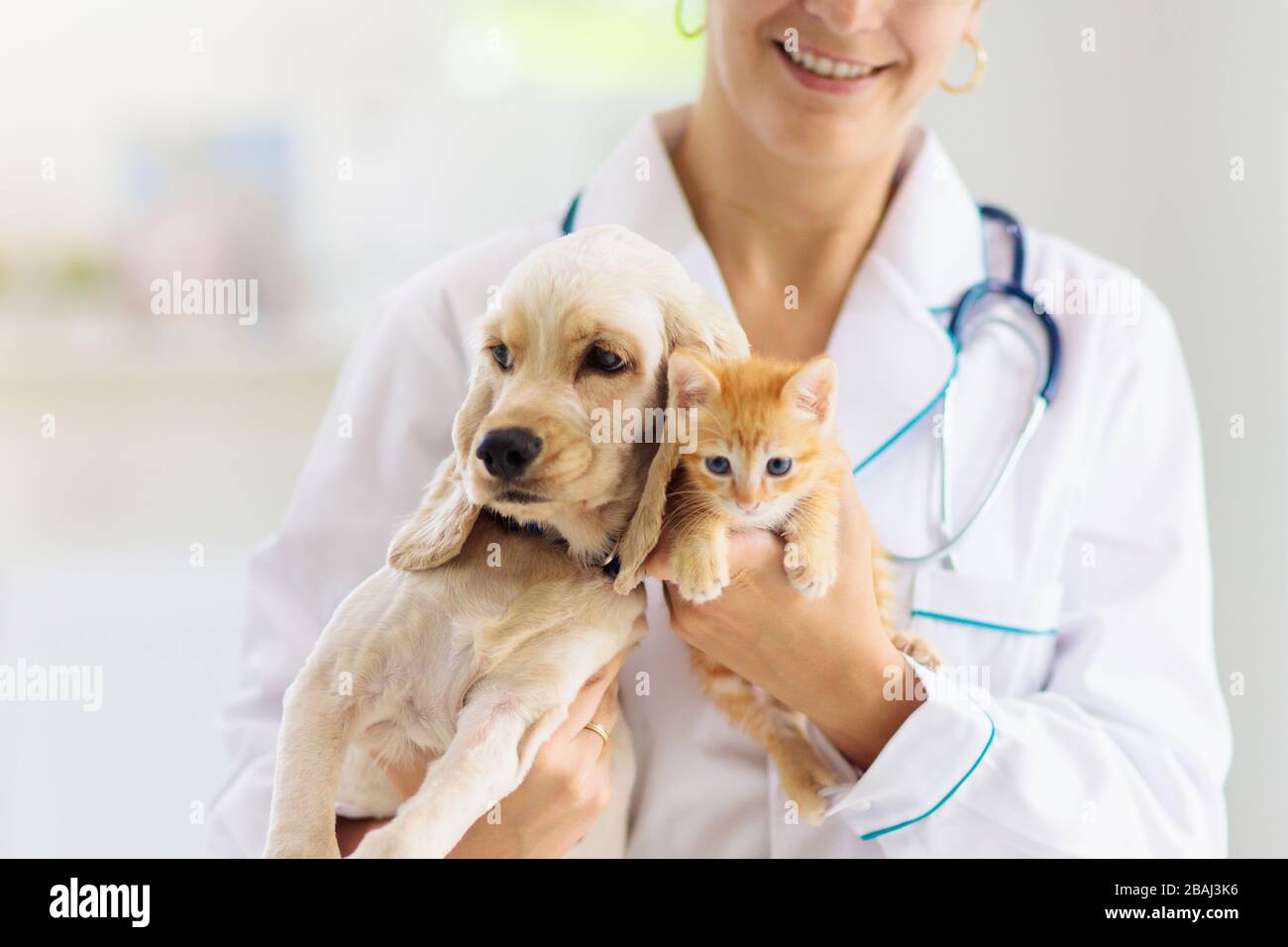 Vet examining dog and cat. Puppy and kitten at veterinarian doctor ...