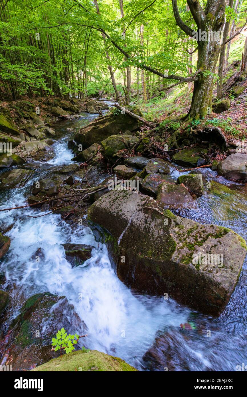 water stream in the beech forest. beautiful nature scenery in spring ...