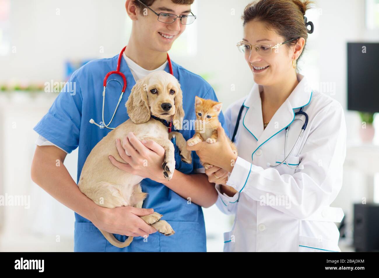 Vet examining dog and cat. Puppy and kitten at veterinarian doctor ...