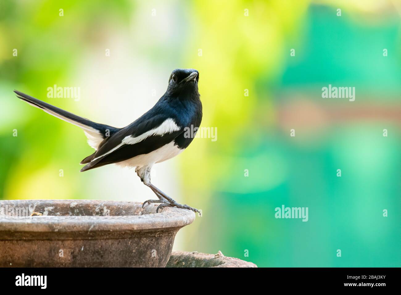 Oriental Magpie Robin perching on a clay bowl raising up its tail Stock ...