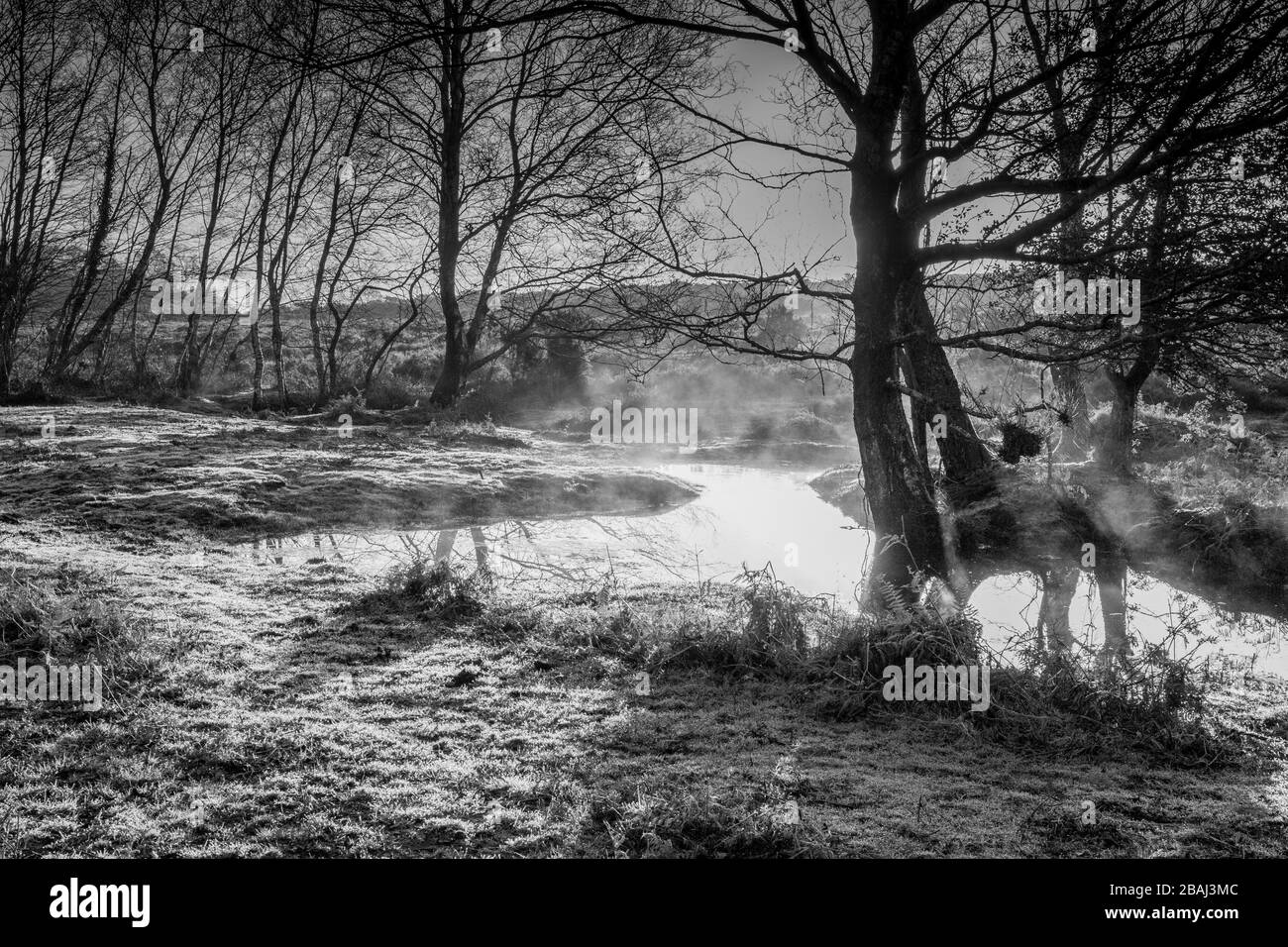 New forest woodland mist Black and White Stock Photos & Images - Alamy