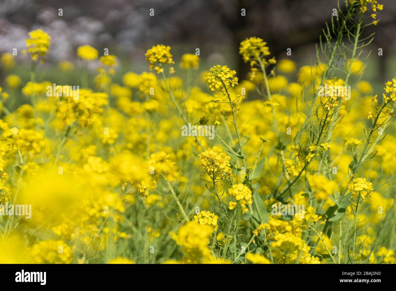 Koganei Park, Koganei City, Tokyo, Japan Stock Photo - Alamy