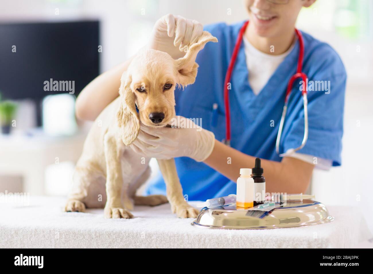 Vet examining dog. Puppy at veterinarian doctor. Animal clinic. Pet ...
