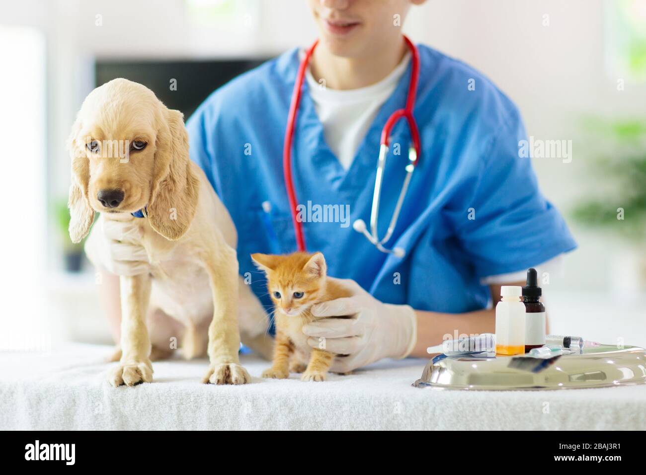 Vet examining dog and cat. Puppy and kitten at veterinarian doctor ...