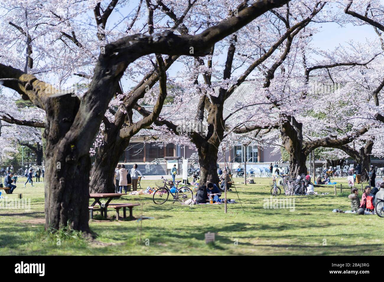 Koganei hi-res stock photography and images - Alamy