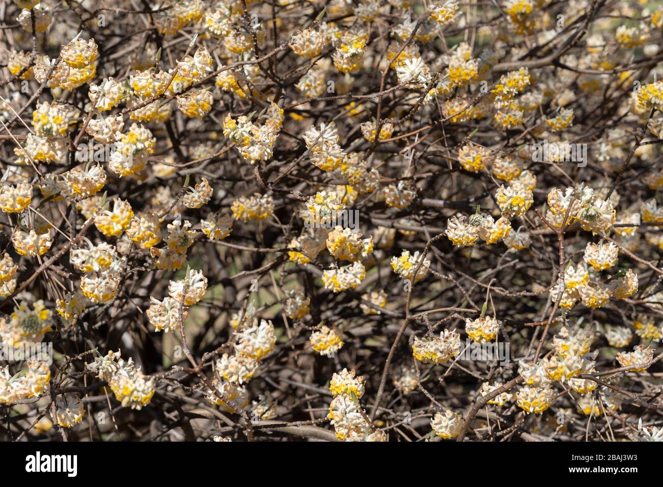 Oriental paperbush (Edgeworthia chrysantha), Koganei Park, Koganei City ...