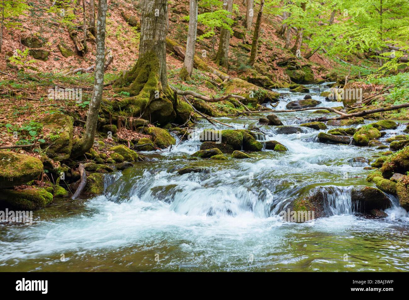 rapid water flow among the forest. trees in fresh green foliage ...